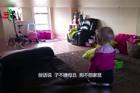 狗不知报恩？父子俩把受伤狗带回家照顾，狗却离开了