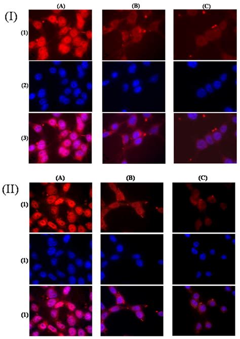 Enhanced Cytotoxicity Of Monoclonal Anticancer Antibody 2c5 Modified
