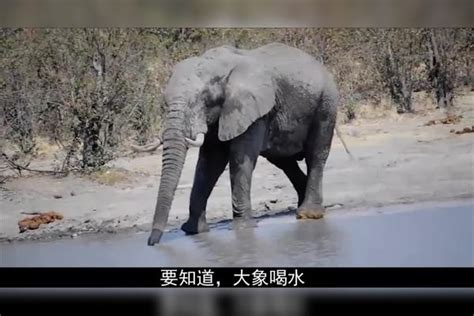 大象的鼻子被铁钉卡住，躺在地上奄奄一息！铁钉鼻子大象