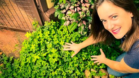 15 Plantas Rasteiras Para Vasos E Jardins