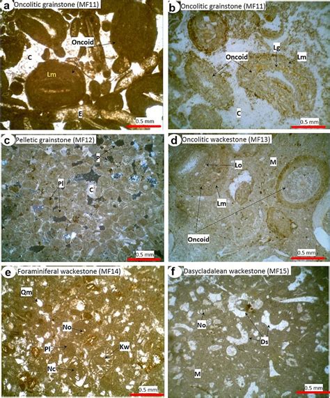 Thin Section Photomicrographs A Oncolitic Grainstone Comprising