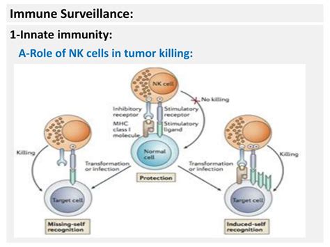 Ppt Tumor Immunology Powerpoint Presentation Free Download Id2754788
