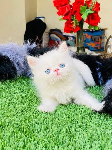 Pure Persian Semi Punch N Near To Peki Kettins Cats 1088049245