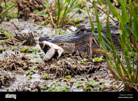 Alligator Eating Turtle