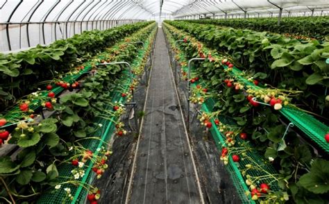 “Хэд хэдэн өвлийн хүлэмжинд жимс жимсгэнэ гүзээлзгэнэ тариалж байна