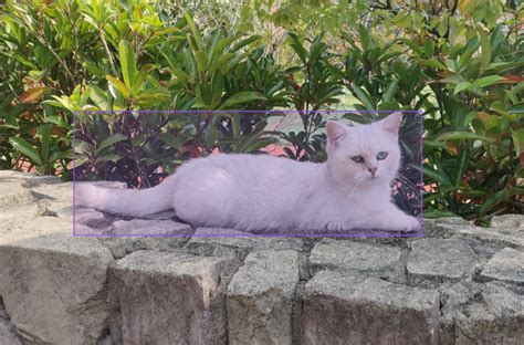 Git 如何查看和设置配置信息git Config 猪猫博客