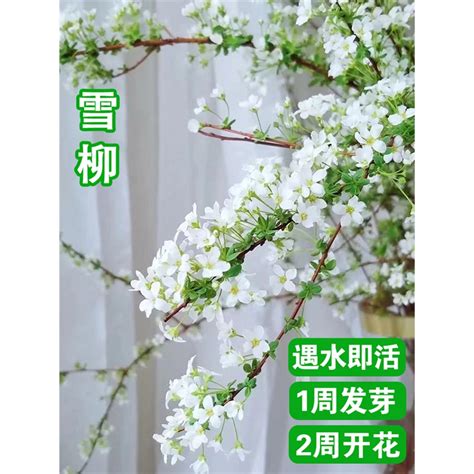 水培柳树 家里能养柳树盆栽吗 水培 大山谷图库