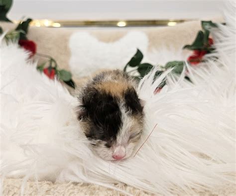 코리안숏헤어 달이 치와와키우는방법 코카스파니엘키우는방법 폼스키키우는방법 폼치키우는방법 폼피츠키우는방법 푸숑키우는방법 노르웨이숲키우는방법 뱅갈키우는방법 샴키우는방법 셀커크렉스