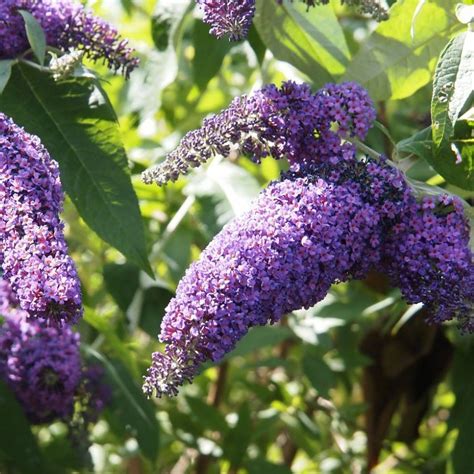 Buddleja Davidii Joan Divine Plants Online Shop