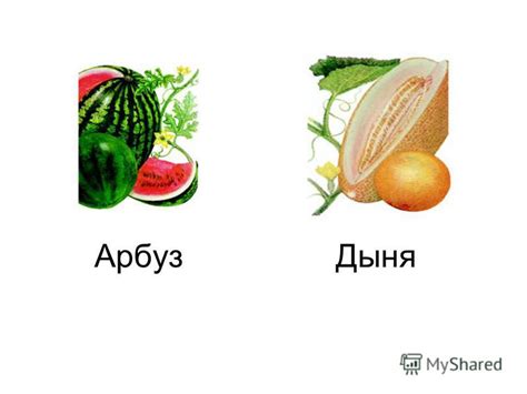 Презентация на тему Семейство Тыквенные Бахчевые Перевод слова с