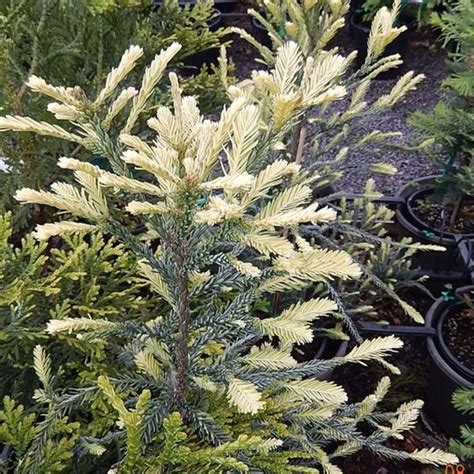 Sequoia Sempervirens Adpressa Sequoia Sempervirens Sempervirens