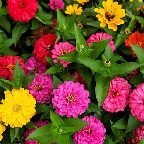 Циния элегантная Пепито махровая смесь купить семена в Украине дешево Floriumua