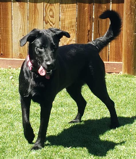 805 Juniper Labs 2 Love Rescue