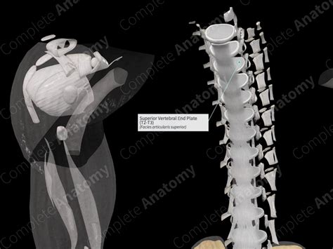 Superior Vertebral End Plate T2 T3 Complete Anatomy