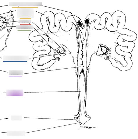 Reproductive Organs Of The Sow Diagram Quizlet