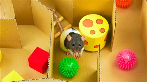 How To Build A Maze For Mouse Proofcheek Spmsoalan
