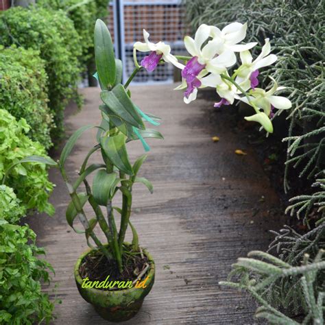 Anggrek Dendrobium