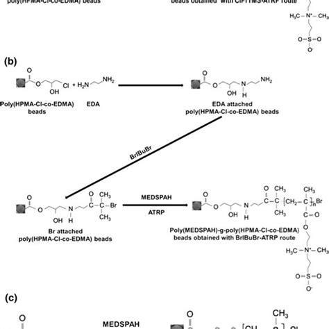 Reaction Schemes For Grafting Of Zwitterionic Molecular Brushes Onto Download Scientific