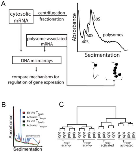 Polysome Poly