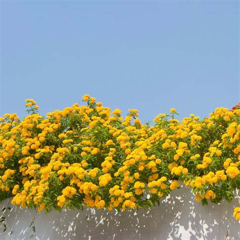 New Gold Trailing Lantana Plants Express