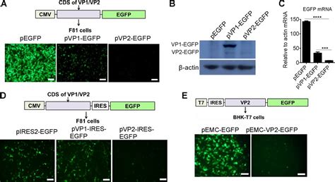What Is Mink Enteritis Virus At Claire Hawes Blog