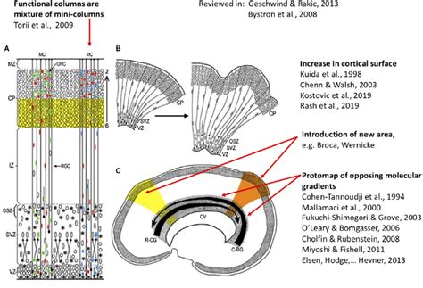 Sites Of Production And Migration Of Neurons In The Primate Cerebral Download Scientific