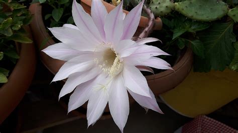 花 粉红色 Pixabay上的免费照片 Pixabay