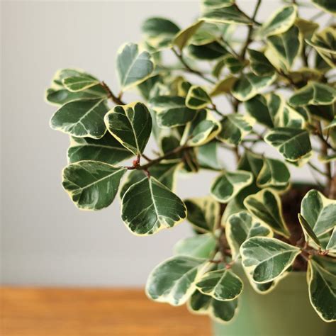 Ficus Triangularis Variegata 6 Nursery Pot Ficus Plants