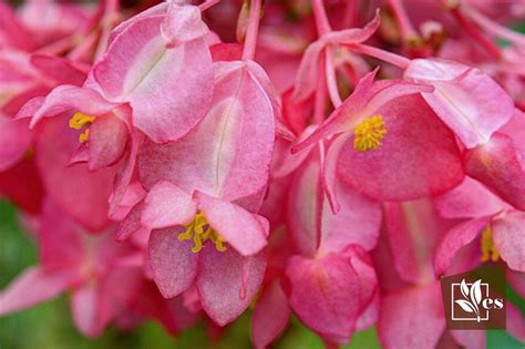 Begonia Fuchsioides Learn The Care Tips For Begonias Evergreen Seeds