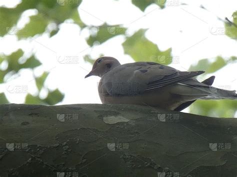 小鸟在树枝上