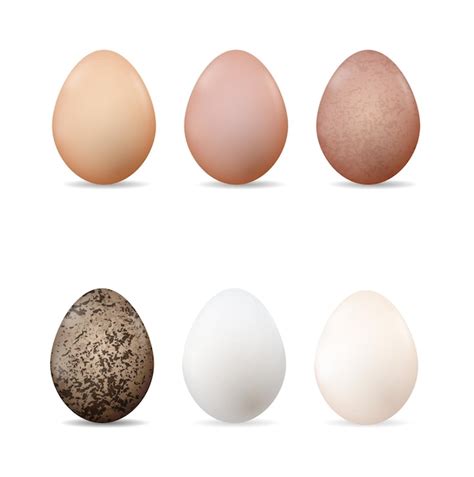 Premium Vector Vector Illustration With Different Types Of Bird Eggs Chicken Eggs With
