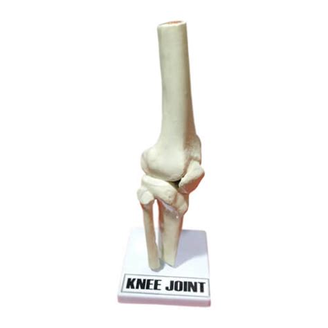 Knee Joint Model Plastic Fiber Bizco Bd