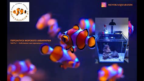 Перезапуск морского аквариума. Как промыть песок. Оборудование для ...