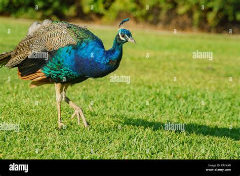 Beautiful Peacock Walking Around At Los Angeles County Arboretum