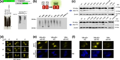 AlphaSynuclein Oligomerization And Aggregation All Models Are Useful