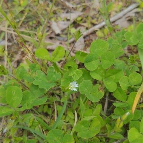 Threeleaf Woodsorrel Oxalis Trilliifolia Plant Care And How To Grow Water