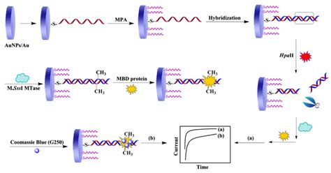Chemosensors Free Full Text Electrochemical Biosensing Methods For