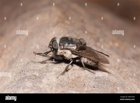 Bot Fly Male Cuterebra Austeni Cuterebridae Hilltopping At Lek Stock