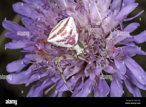 Flower Crab Spider Thomisus Onustus Female Lurking For Prey Well