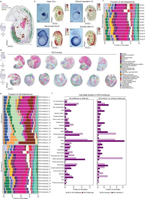 Spatiotemporal Transcriptomic Maps Of Whole Mouse Embryos At The Onset