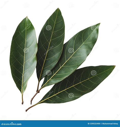 Fresh Green Leaves Overlapping With Serrated Edges Against A White Background Stock