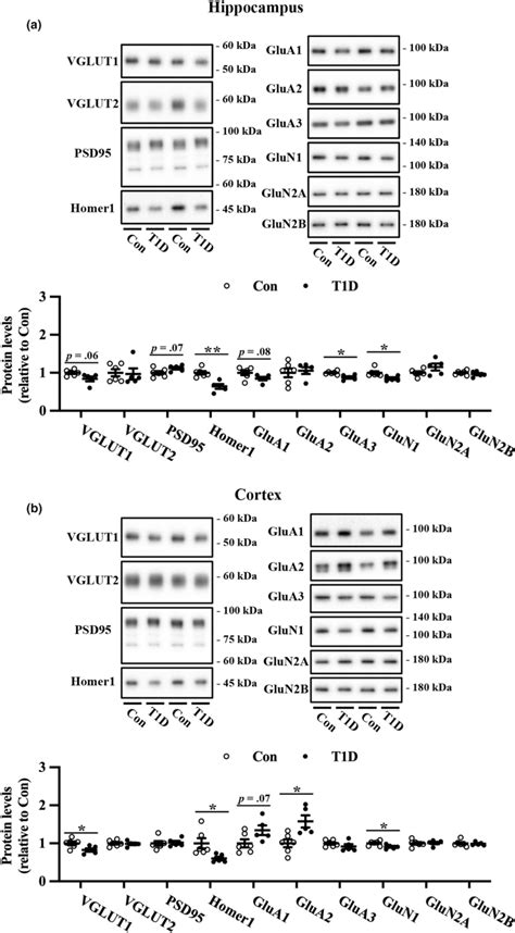 Expression Levels Of Excitatory Synapse Proteins In The Hippocampus And Download Scientific