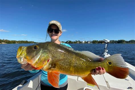 Miami Peacock Bass Fishing Adventure Salty Fresh Fishing Charters