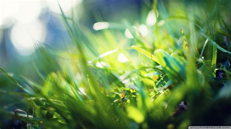 Grass Bokeh Wallpaper 1920x1080 80782