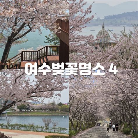 여수벚꽃명소 4 실시간 개화 상황 네이버 블로그