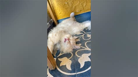 The Art Of Complete Surrenderenjoying A Purr Fectly Peaceful Sleep