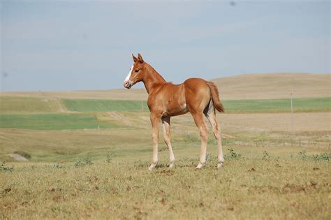 Lazy JS Ranch Starlight Boone S Progeny