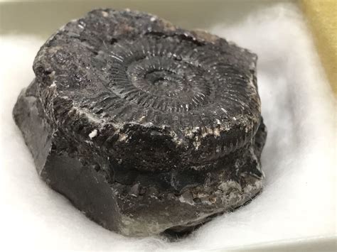 Yahooオークション 化石標本 アンモナイト Ammonites 軟体動物頭足