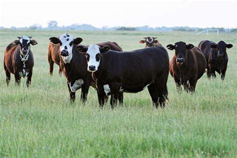 Cattlefax Forecasts Continued Profitability For Ranchers This Year
