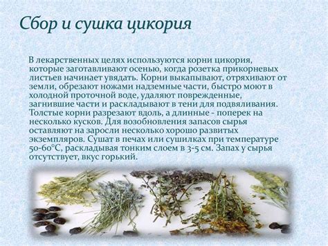 Травянистое растение цикорий - презентация онлайн